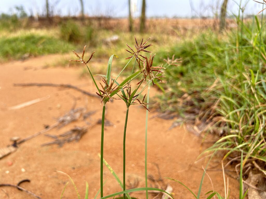 Cyperus Rotundus seeds - LUTESEEDS