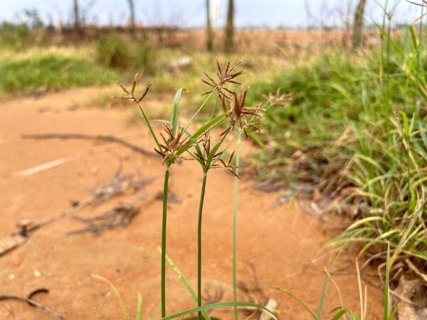 Cyperus Rotundus seeds - LUTESEEDS