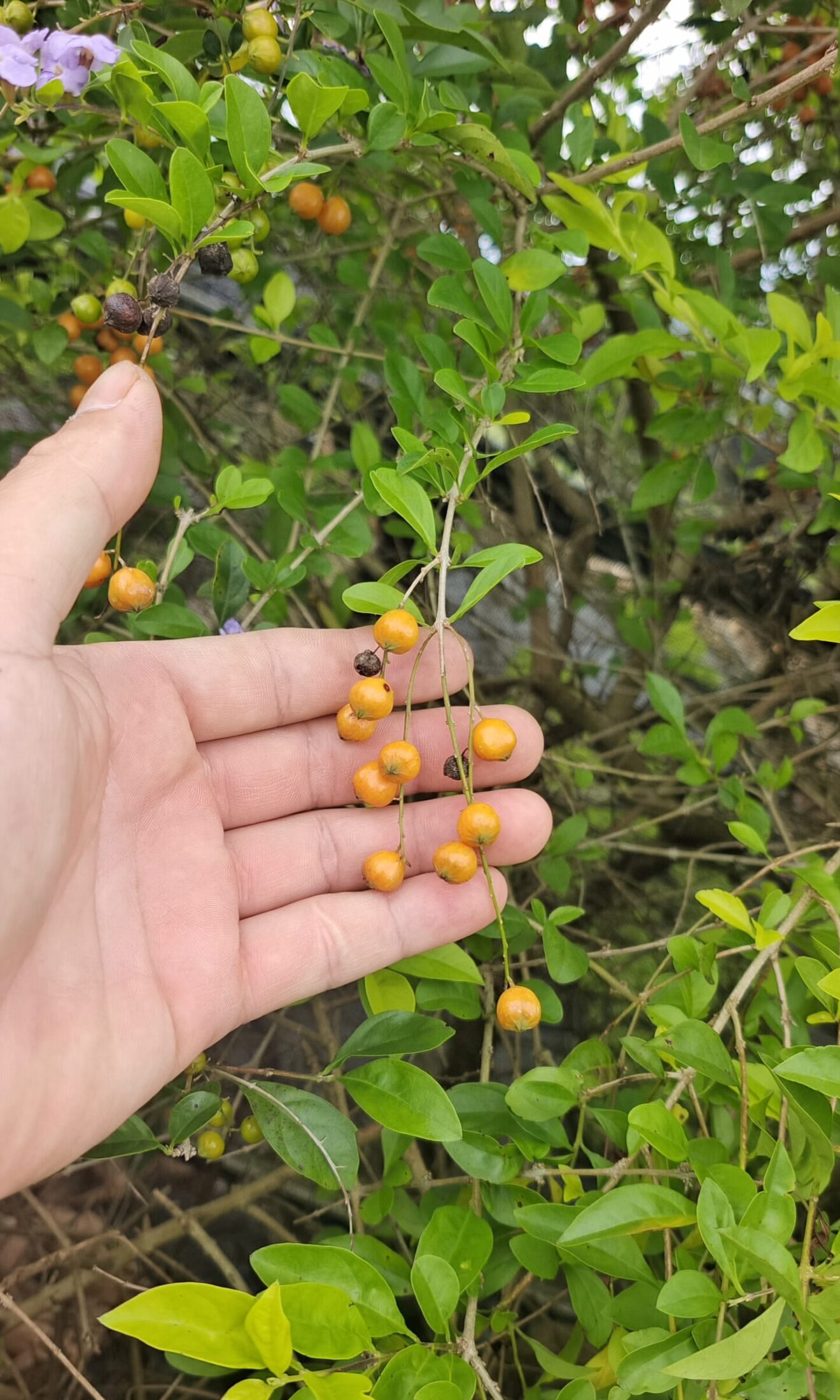 Duranta aurea seeds - LUTESEEDS