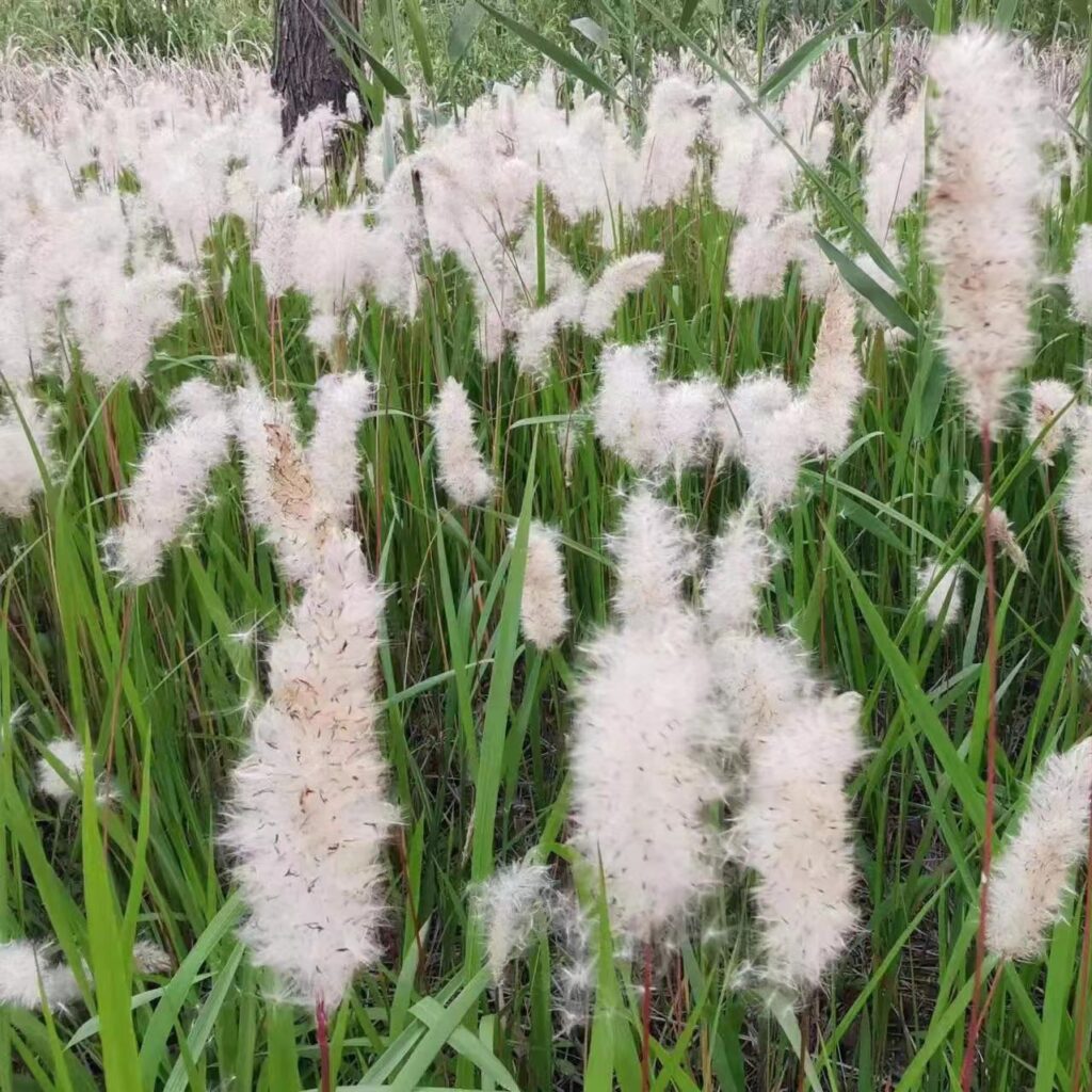 Imperata cylindrica seeds - LUTESEEDS