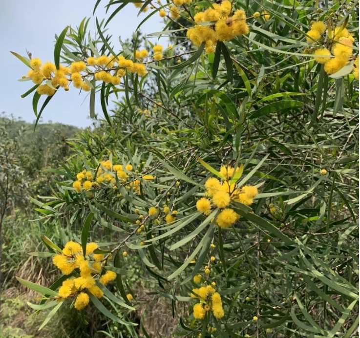 Acacia confusa seeds - LUTESEEDS