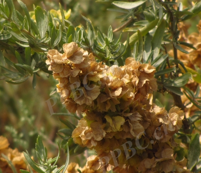 Atriplex canescens seeds - LUTESEEDS