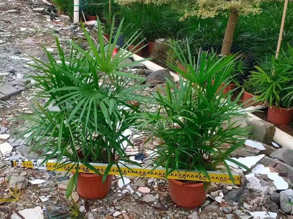 Rhapis excelsa seeds - LUTESEEDS