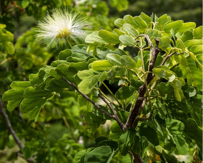 Acacia lebbeck seeds - LUTESEEDS