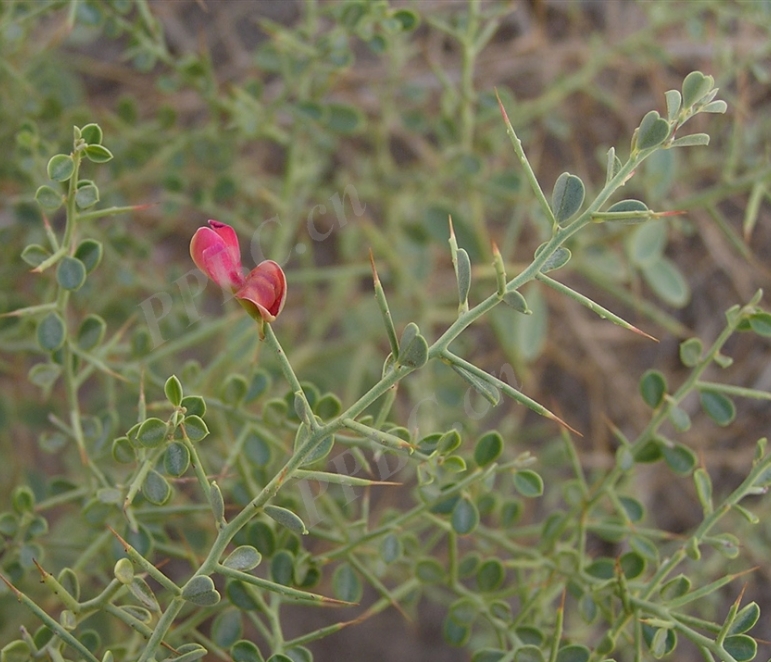 Alhagi camelorum seeds - LUTESEEDS