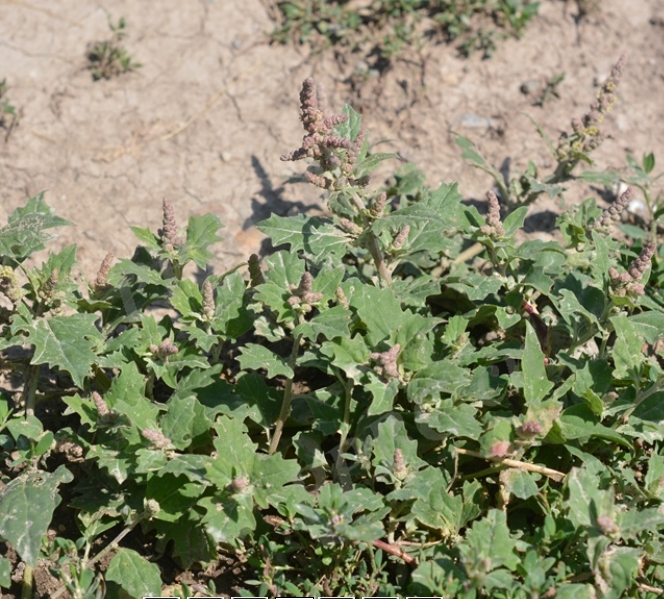 Atriplex tatarica seeds - LUTESEEDS