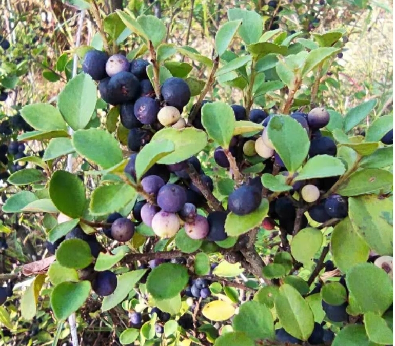 Myrsine africana seeds - LUTESEEDS