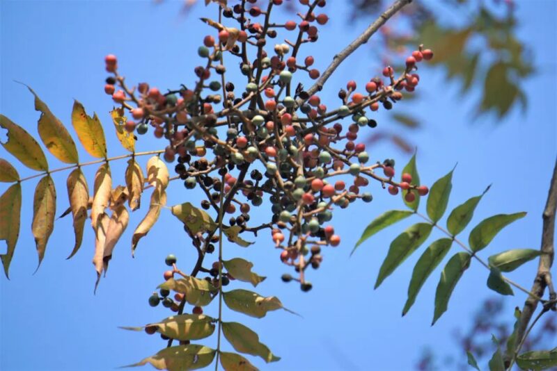 Pistacia chinensis seeds - LUTESEEDS