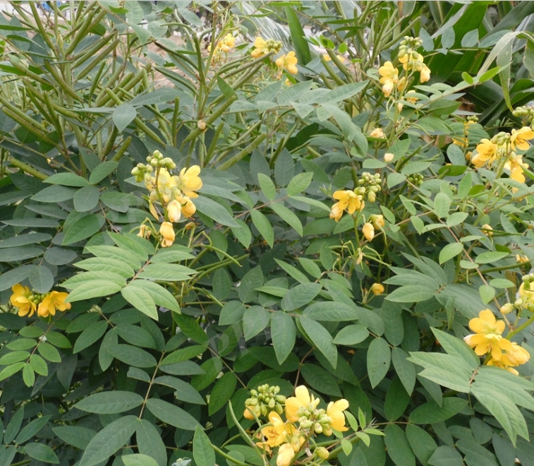 Senna occidentalis seeds - LUTESEEDS