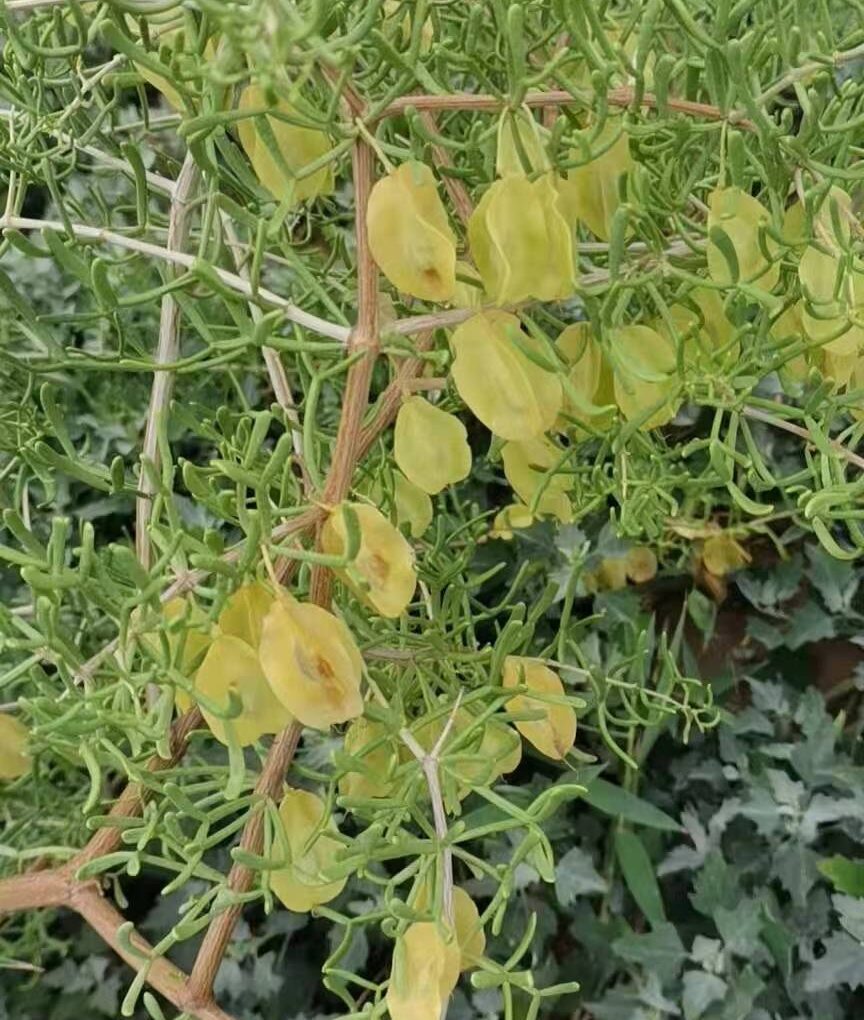 Zygophyllum xanthoxylum seeds - LUTESEEDS