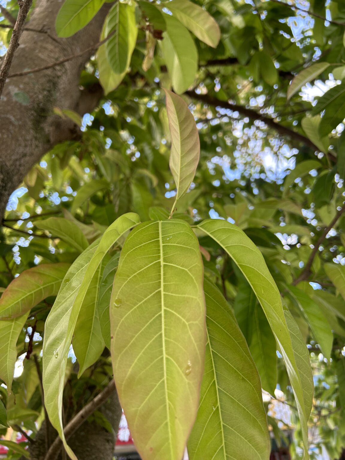 Ficus ingens seeds - LUTESEEDS