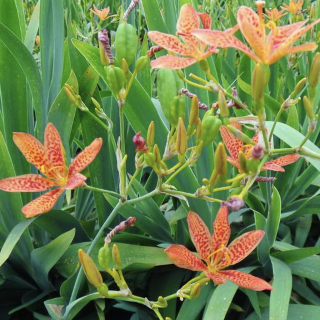 Belamcanda chinensis seeds - LUTESEEDS