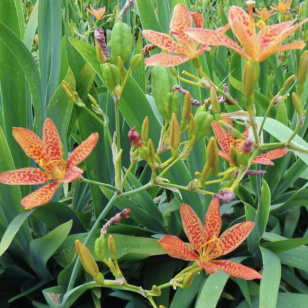 Belamcanda chinensis seeds - LUTESEEDS