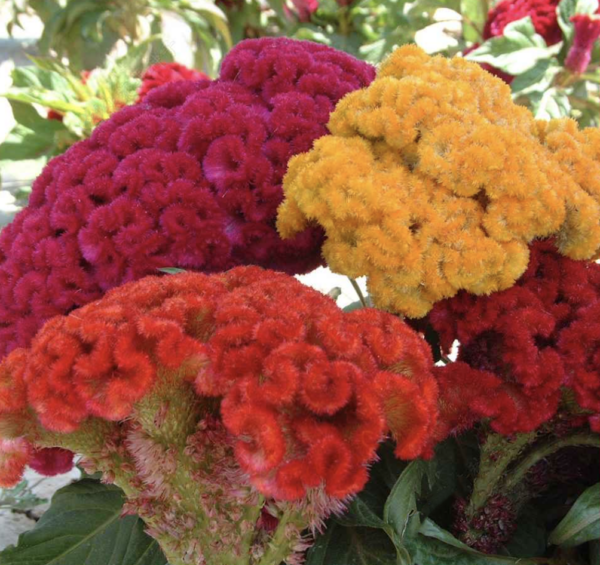 Celosia cristata linn seeds - LUTESEEDS