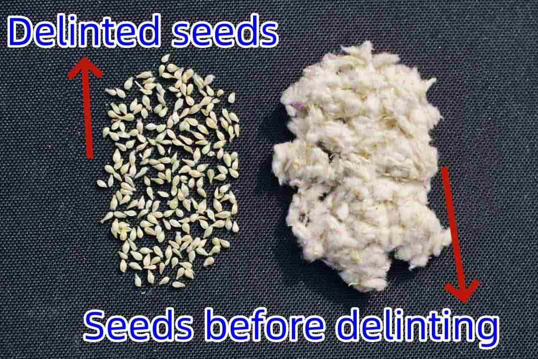 Why do seeds need to be dehaired? - LUTESEEDS