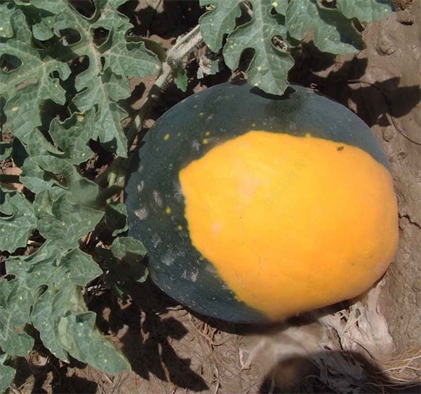 Citrullus lanatus seeds - LUTESEEDS