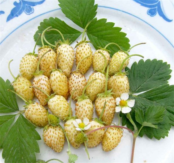 Fragaria x ananassa seeds - LUTESEEDS