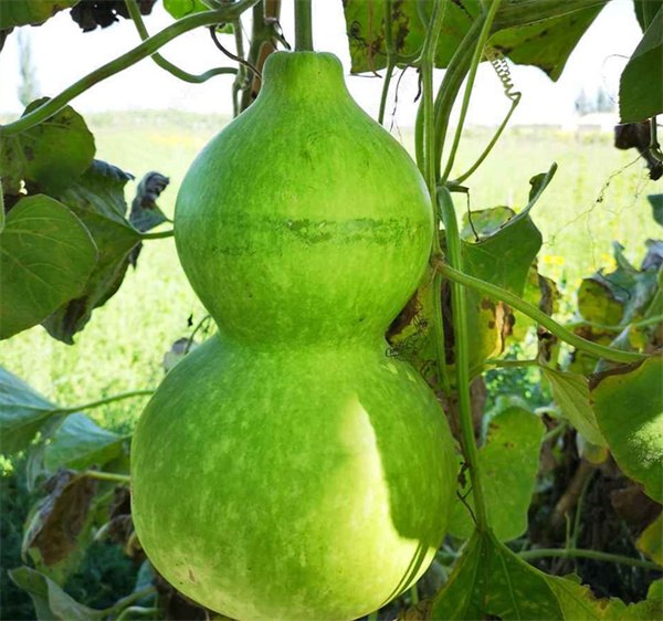 Lagenaria siceraria gourd seeds - LUTESEEDS