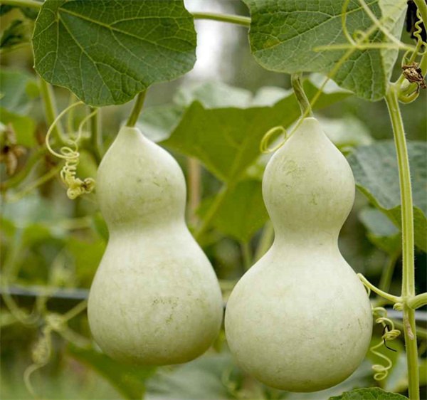 Lagenaria siceraria gourd seeds - LUTESEEDS