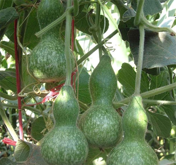 Lagenaria siceraria gourd seeds - LUTESEEDS