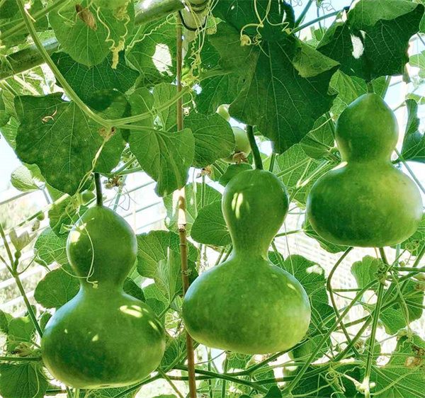 Lagenaria siceraria gourd seeds - LUTESEEDS