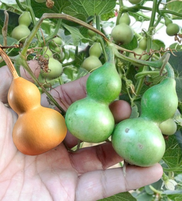 Lagenaria siceraria gourd seeds - LUTESEEDS