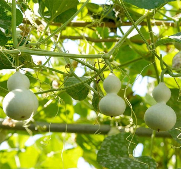 Lagenaria siceraria gourd seeds - LUTESEEDS