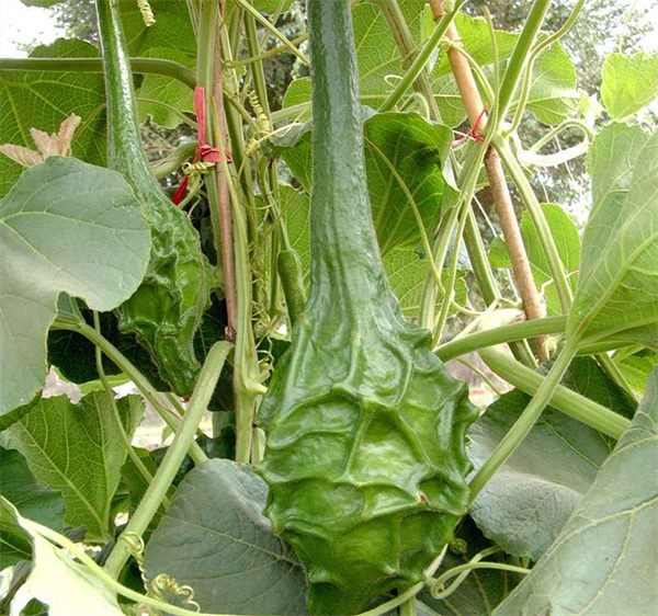 Lagenaria siceraria gourd seeds - LUTESEEDS