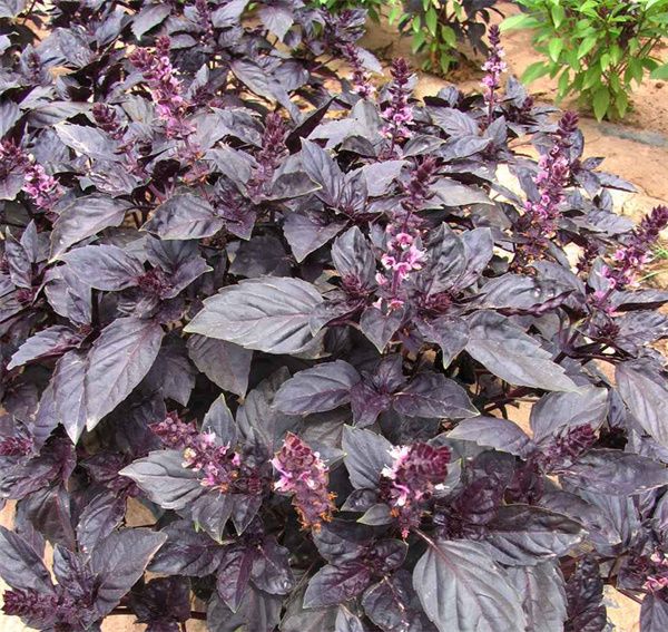 Ocimum basilicum 'Purple Ruffles' seeds - LUTESEEDS