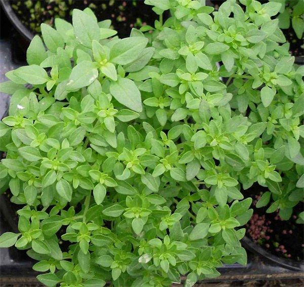 Ocimum basilicum 'bush basil' seeds - LUTESEEDS