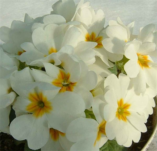 Primula acaulis hybrid seeds - LUTESEEDS