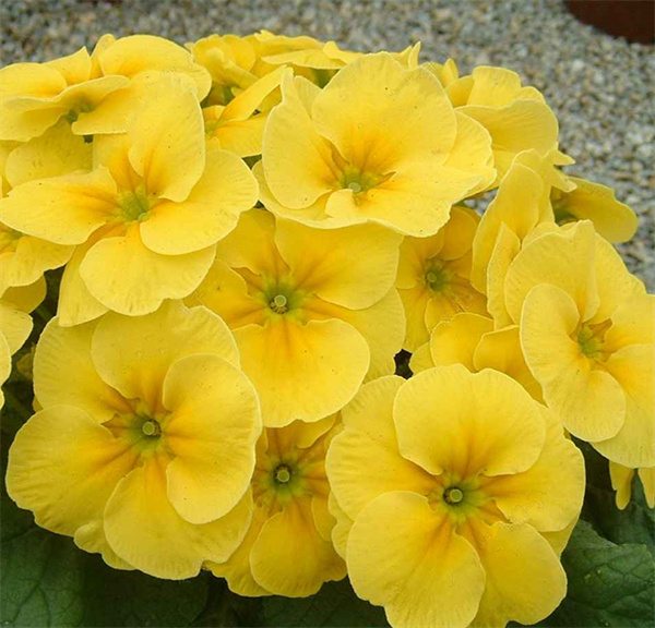 Primula acaulis hybrid seeds - LUTESEEDS