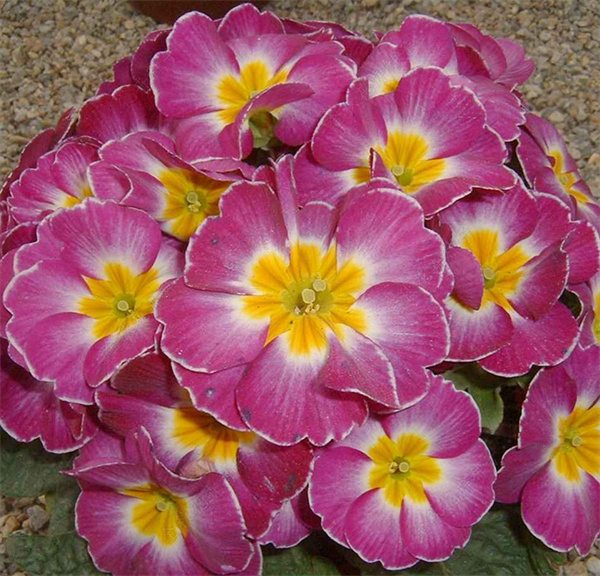 Primula acaulis hybrid seeds - LUTESEEDS