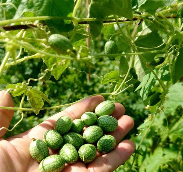 Melothria scabra seeds - LUTESEEDS