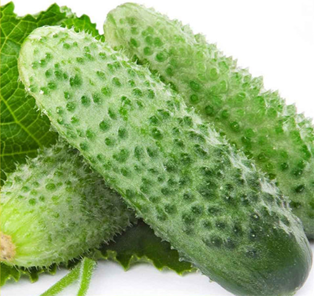 Cucumber 'Small Jade' seed Cucumis sativus - LUTESEEDS