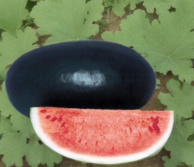 Black watermelon seeds 10-15kg - LUTESEEDS