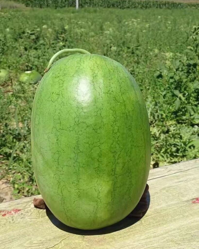 Charleston grey watermelon seeds - LUTESEEDS