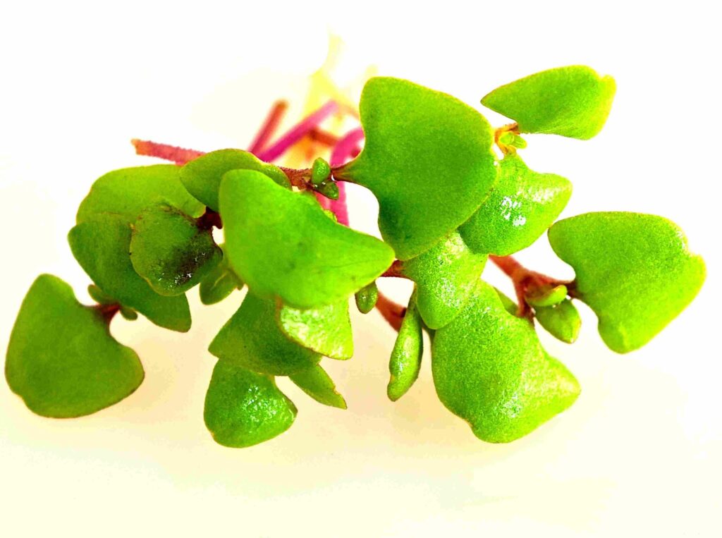Clove basil microgreen seeds - LUTESEEDS