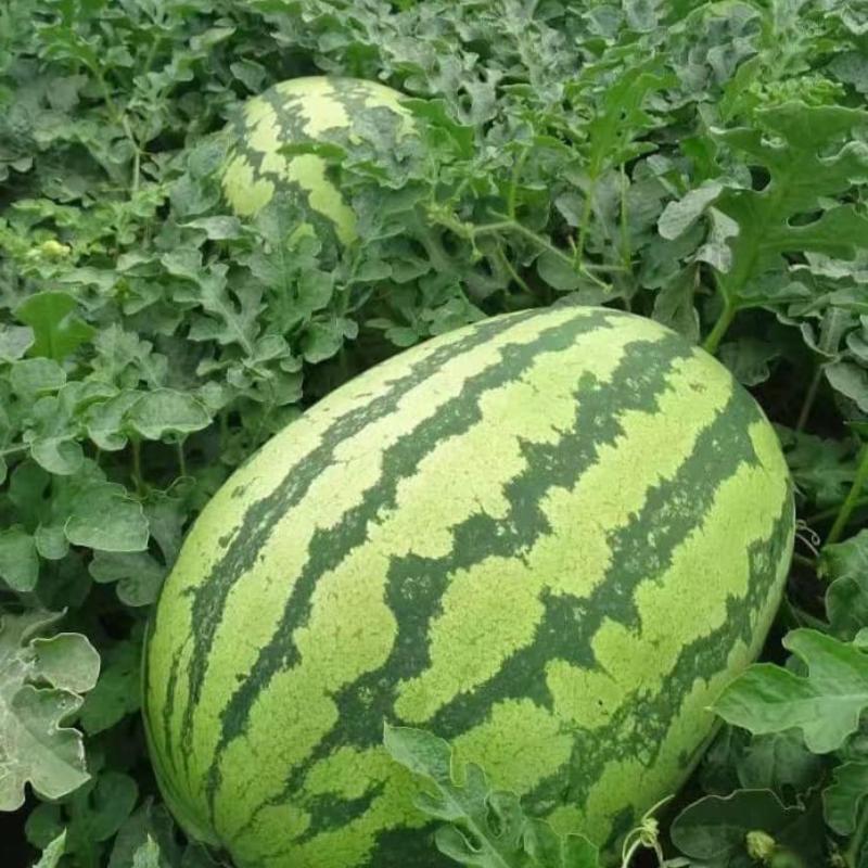Hybrid watermelon seeds18kg-30kg - LUTESEEDS