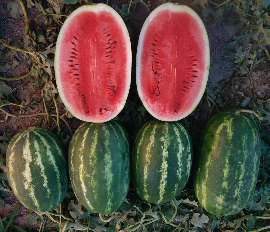 Hybrid watermelon seeds 20kg - LUTESEEDS