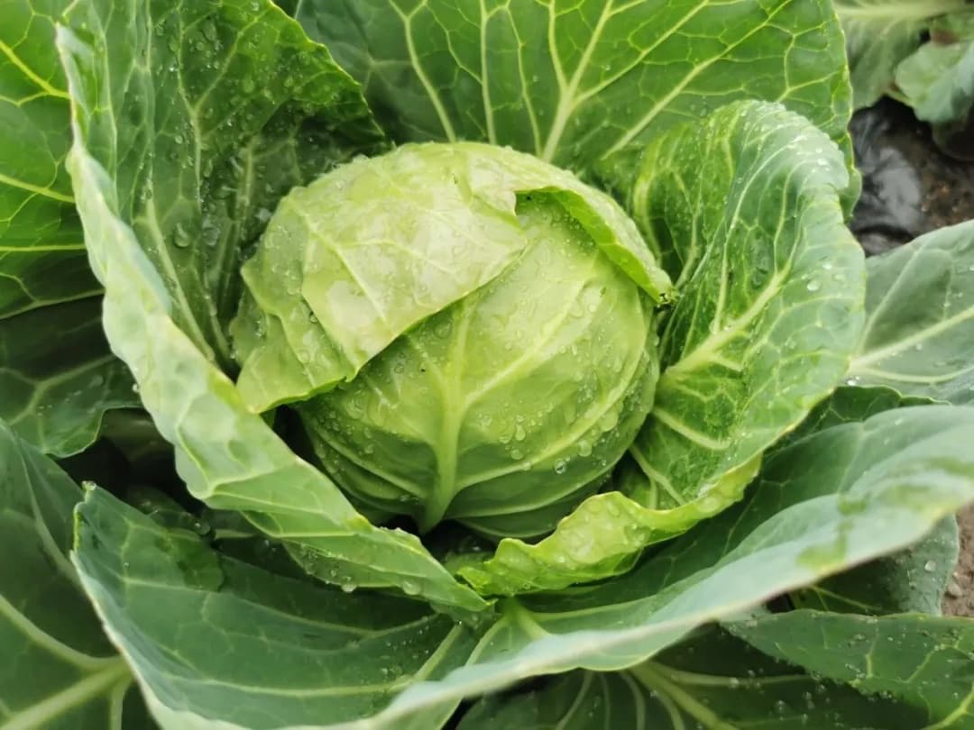 Next-Gen Hybrid Cabbage Varieties Unveiled in Beijing: Stronger ...