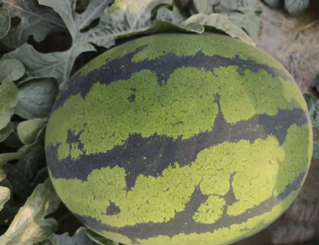 Hybrid watermelon seeds 8-10kg - LUTESEEDS