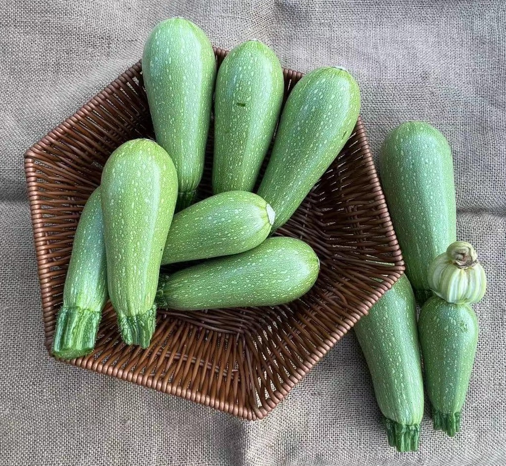 hybrid shorouq squash seeds - LUTESEEDS
