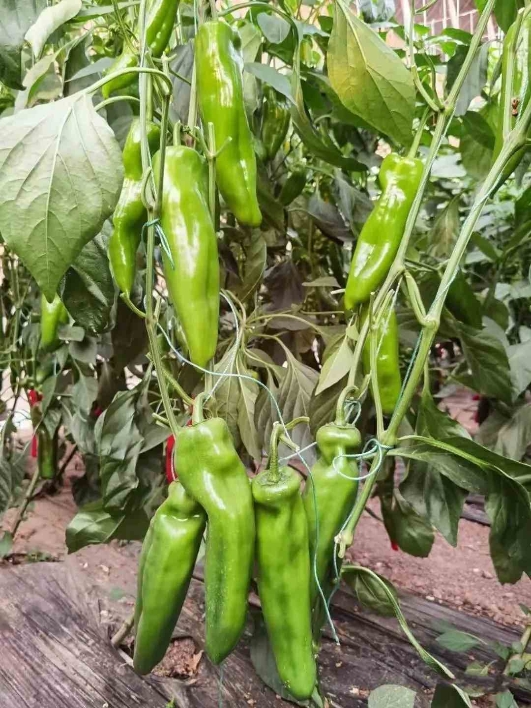 Hybrid horn pepper seeds - LUTESEEDS