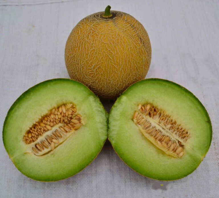 Hybrid Galia melon seeds - LUTESEEDS