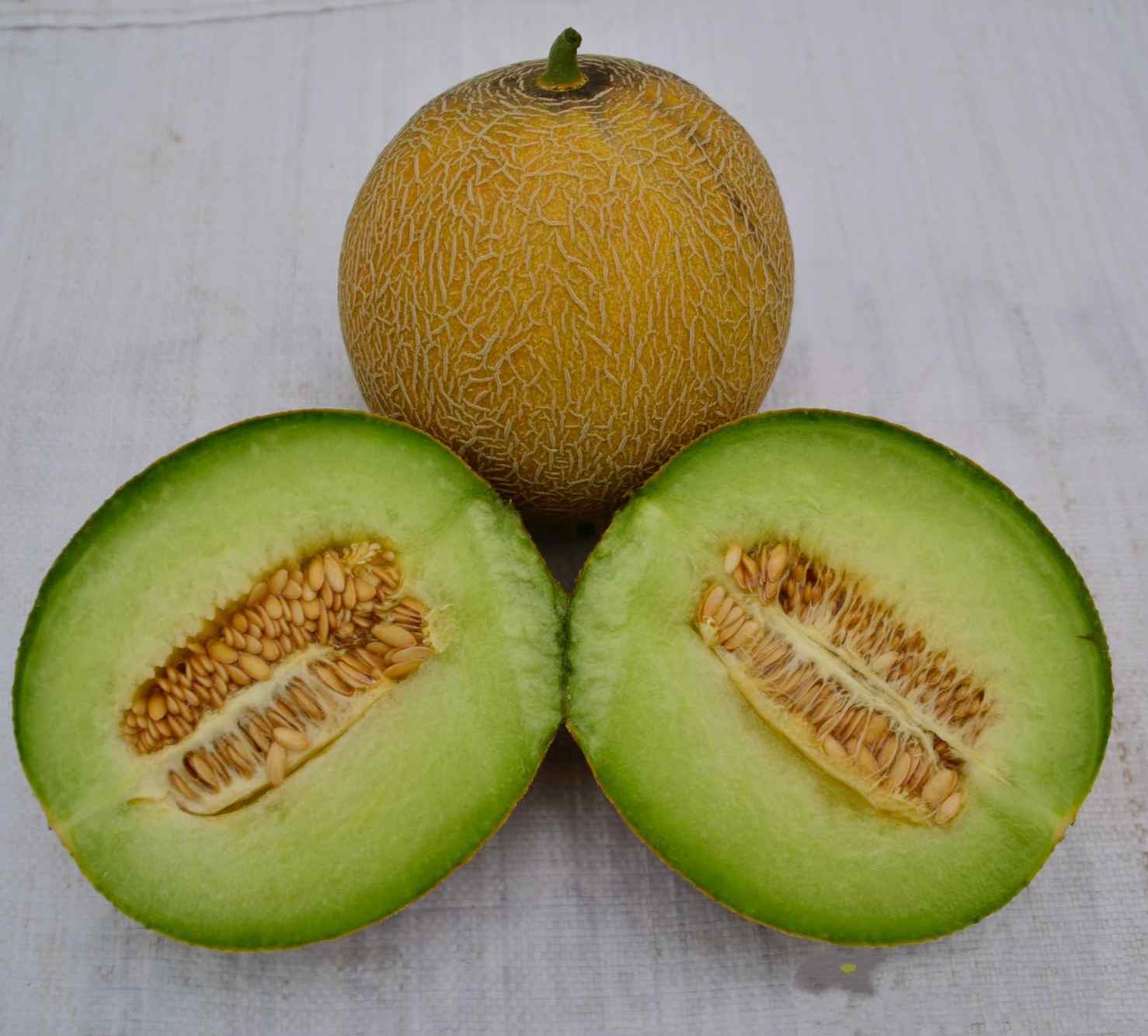 Hybrid Galia melon seeds - LUTESEEDS