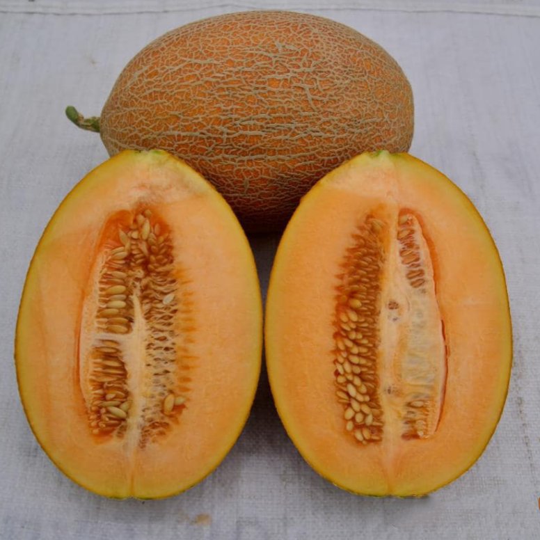 Hybrid Ananas melon seeds orange flesh - LUTESEEDS