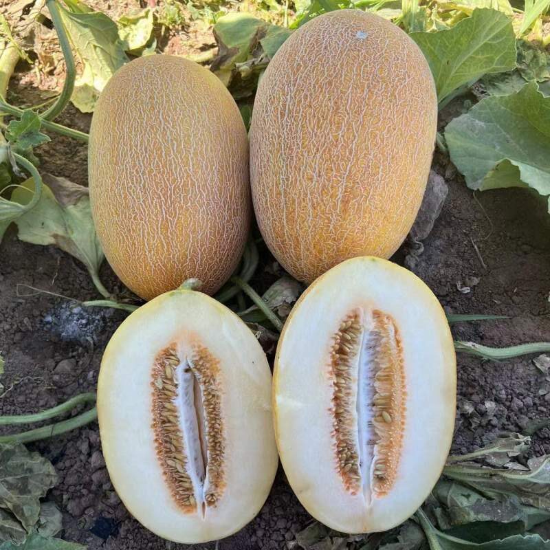 Hybrid Ananas melon seeds white flesh - LUTESEEDS