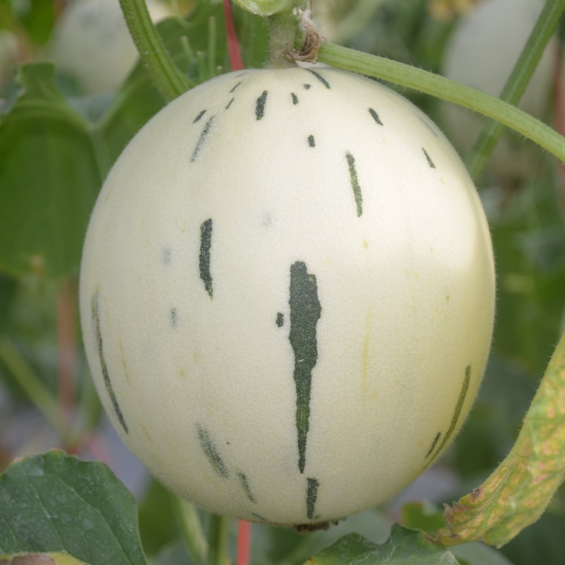 Hybrid Ivory Gaya melons seeds - LUTESEEDS