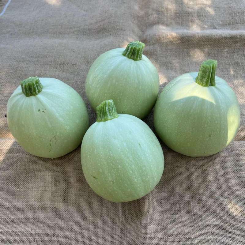 Hybrid Zucchini Seeds Emerald Round Squash - LUTESEEDS